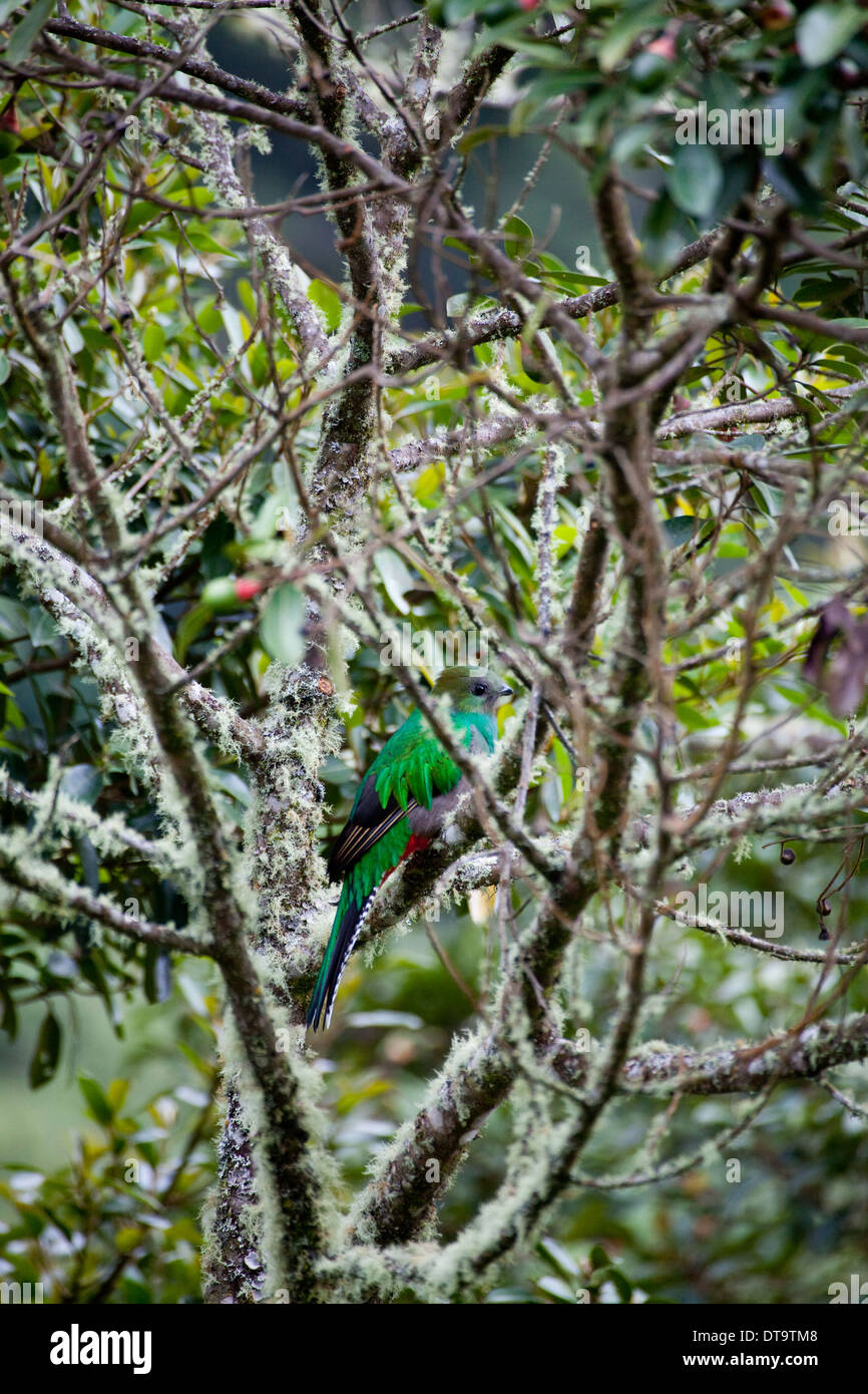 Resplendent Quetzal (Pharomachrus mocinno). Female. Camouflage. Montane ...