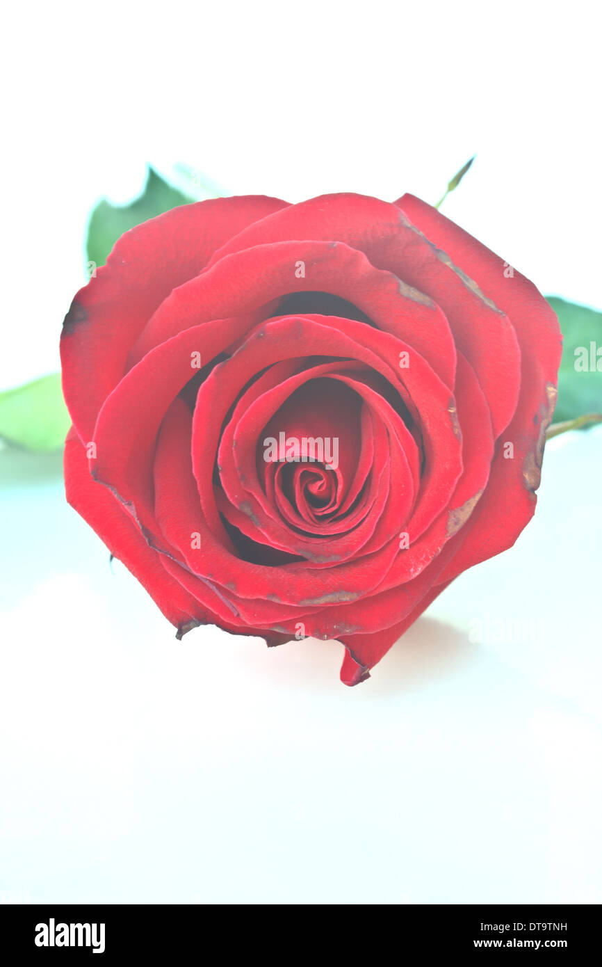 Single beautiful red rose isolated on white background Stock Photo - Alamy