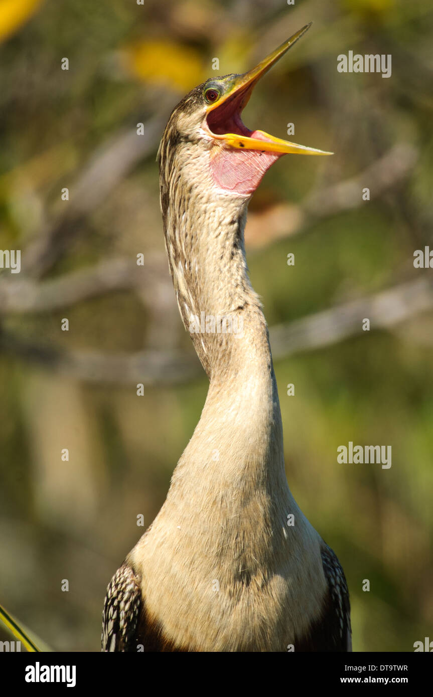 Anhinga, (Anhinga anhinga) 'panting', also known as Snakebird ...