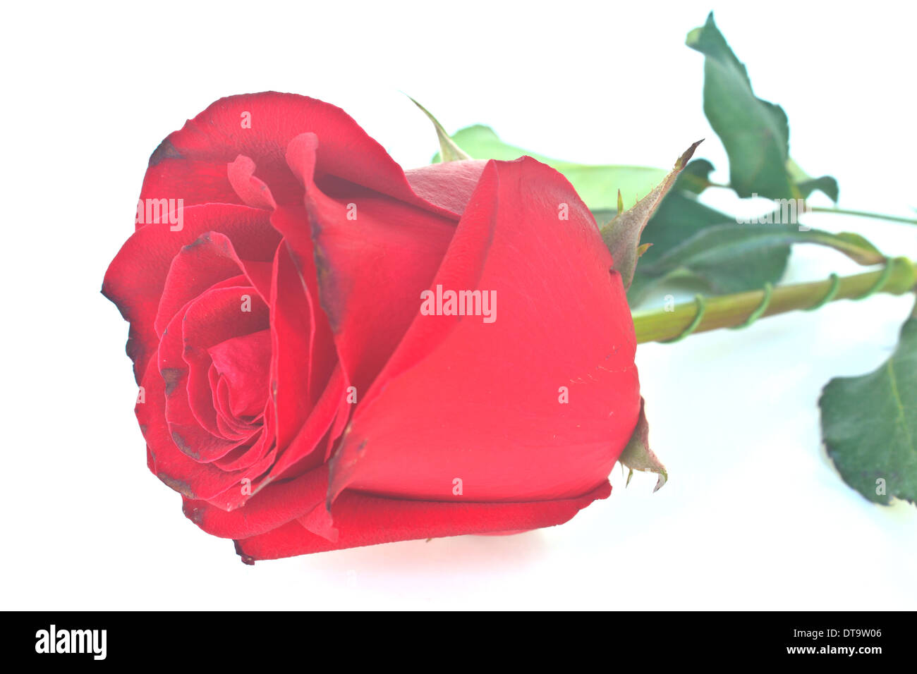 Single beautiful red rose isolated on white background Stock Photo - Alamy