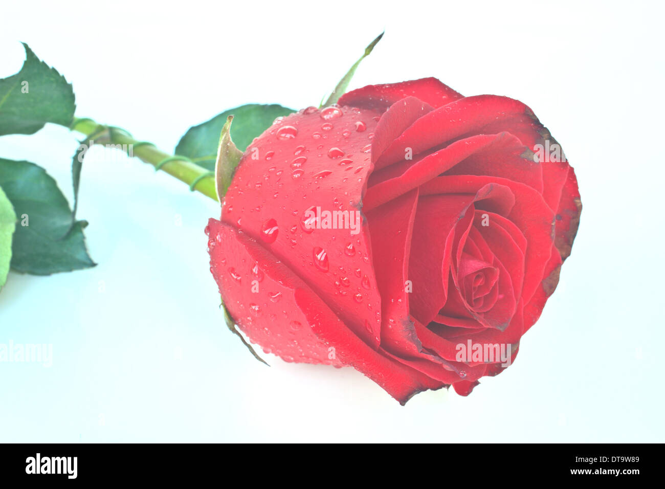 Single beautiful red rose isolated on white background Stock Photo - Alamy