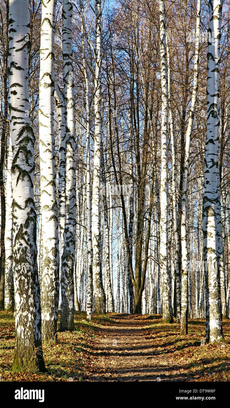 October forest hi-res stock photography and images - Alamy