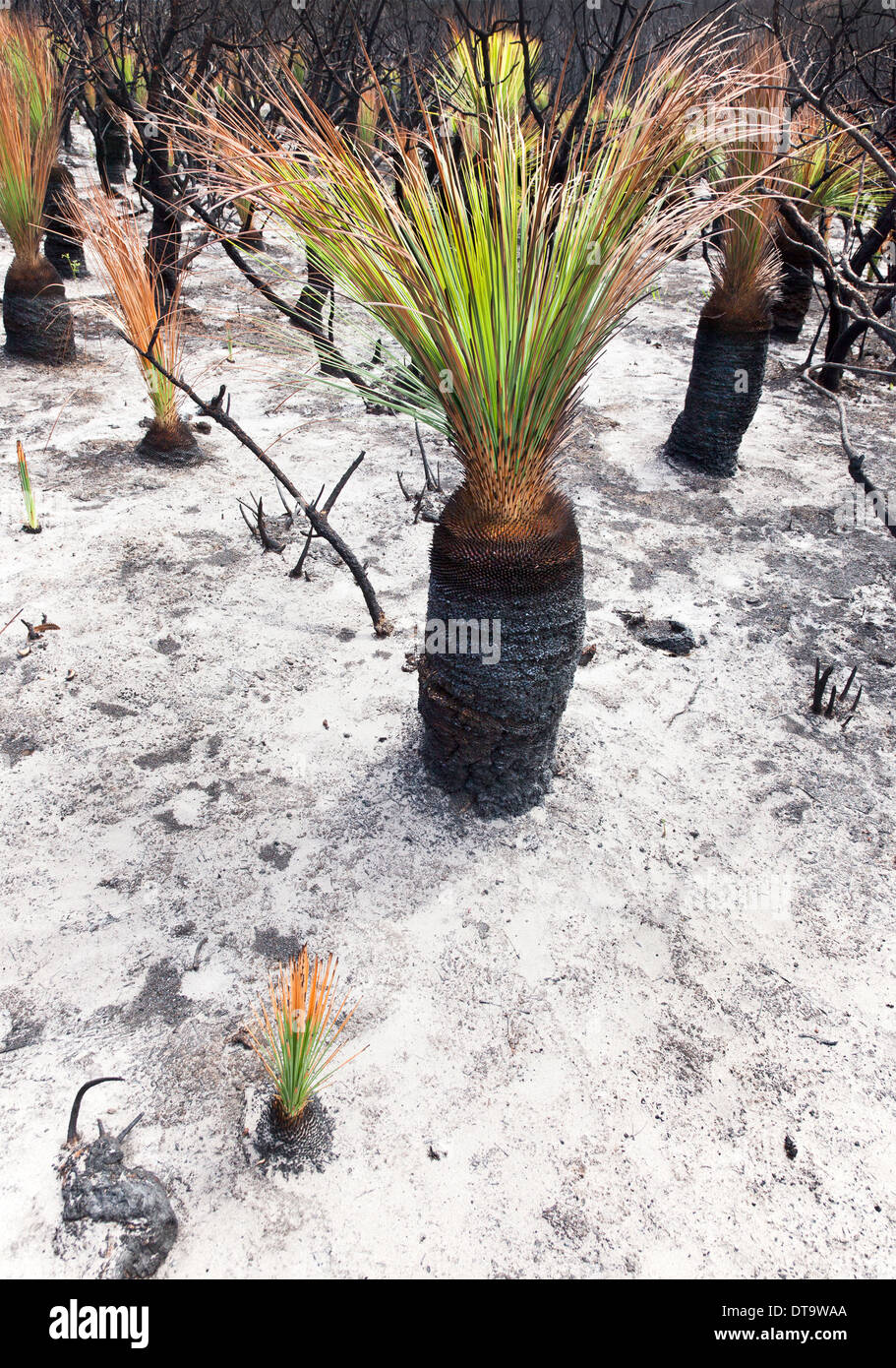 regeneration after fire at Catherine Hill Bay October 2013 Stock Photo ...