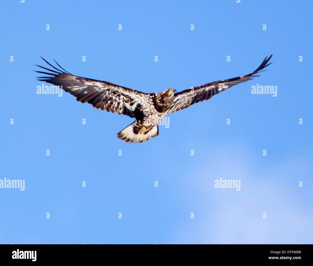 Bald eagle sub adult hi-res stock photography and images - Alamy