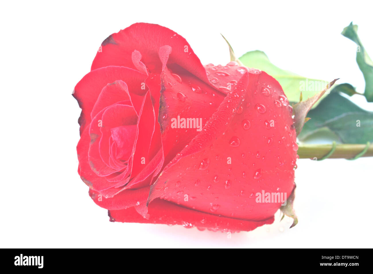 Single beautiful red rose isolated on white background Stock Photo - Alamy