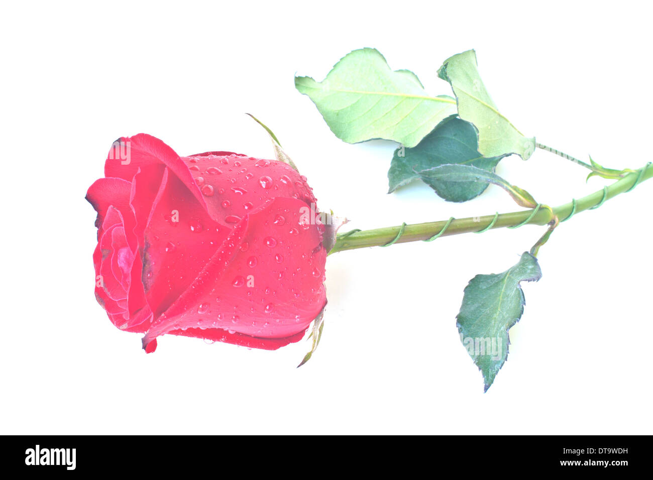 Single beautiful red rose isolated on white background Stock Photo - Alamy