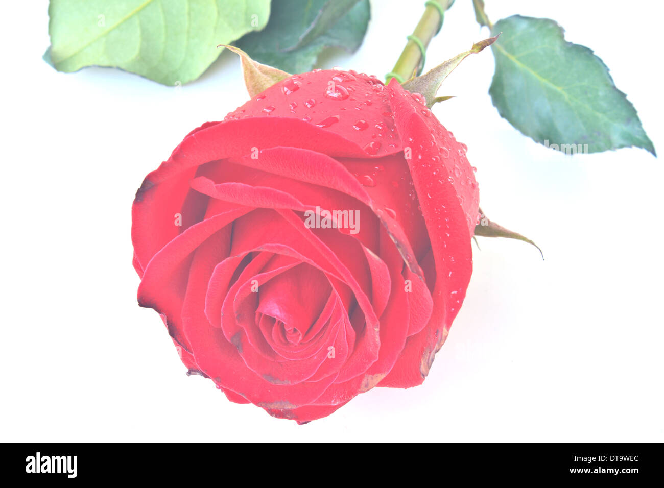 Single beautiful red rose isolated on white background Stock Photo - Alamy