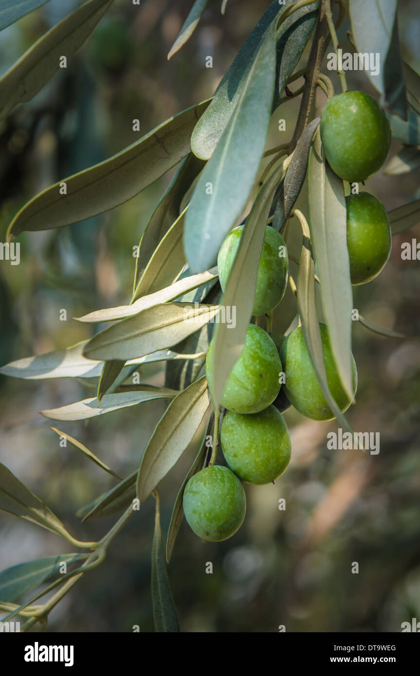 olive tree branch Stock Photo - Alamy