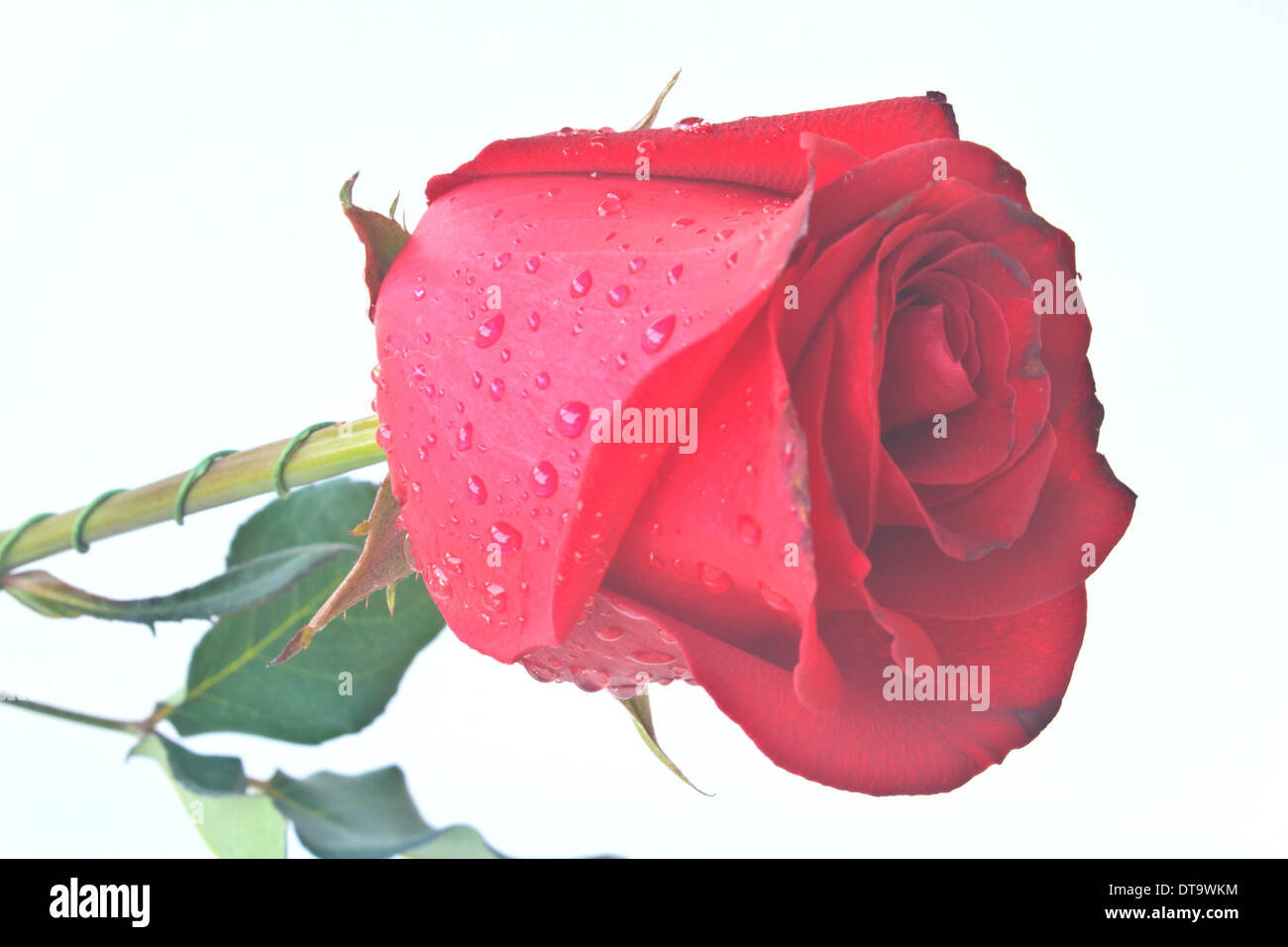 Single beautiful red rose isolated on white background Stock Photo - Alamy