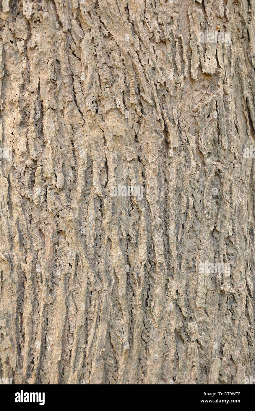 Texture shot of brown tree bark Stock Photo - Alamy