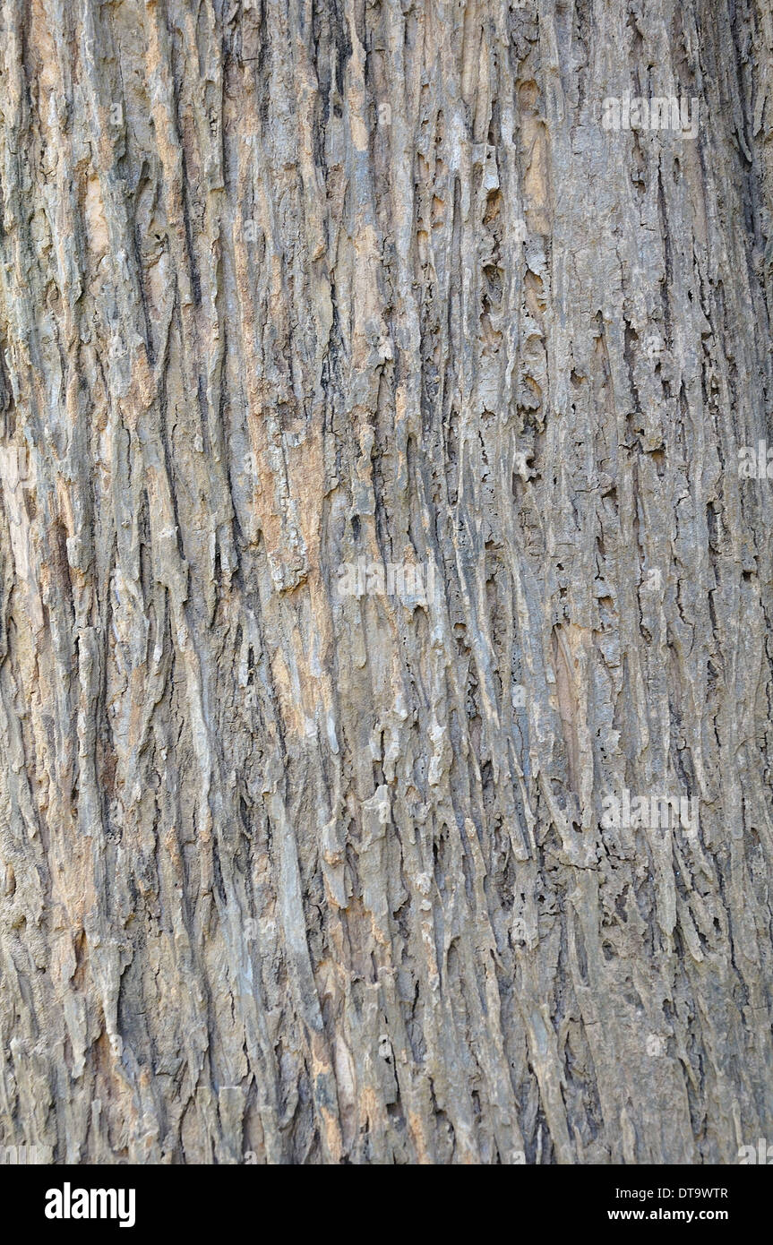 Gray brown trunk bark hi-res stock photography and images - Alamy