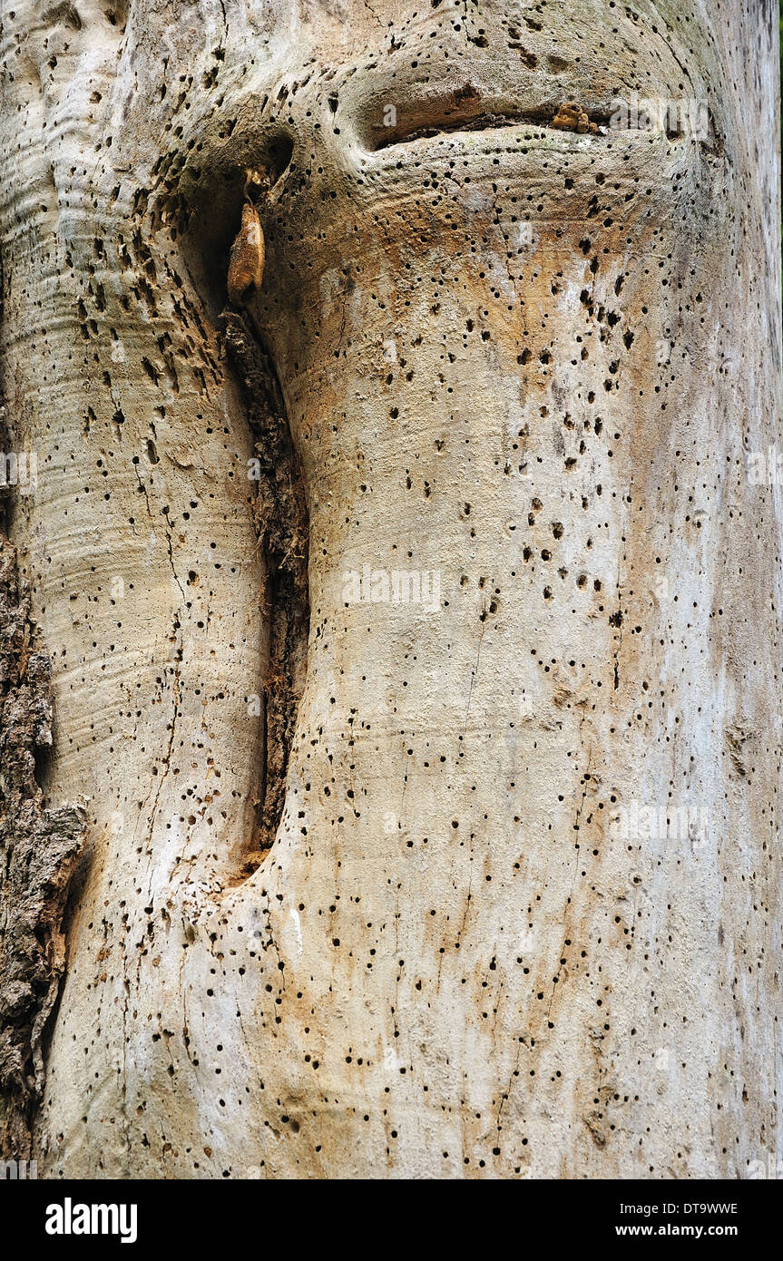 Texture shot of dried tree Stock Photo - Alamy