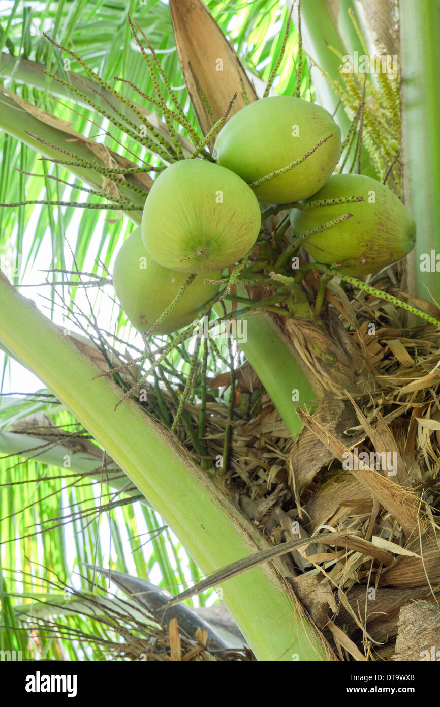 Close up of cluster of coconuts in tree Stock Photo - Alamy