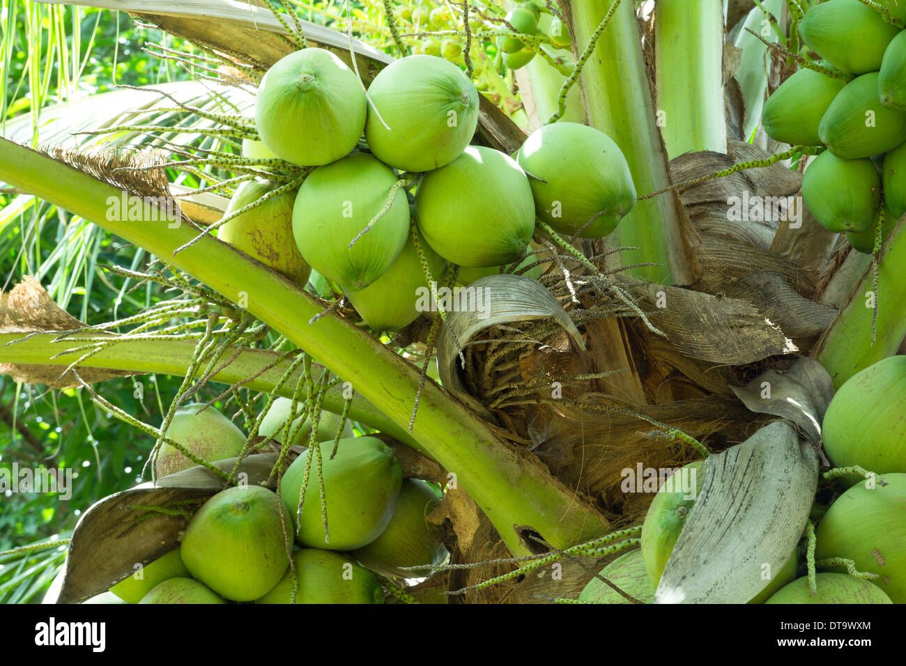 Palm tree coconuts pattern hi-res stock photography and images - Alamy