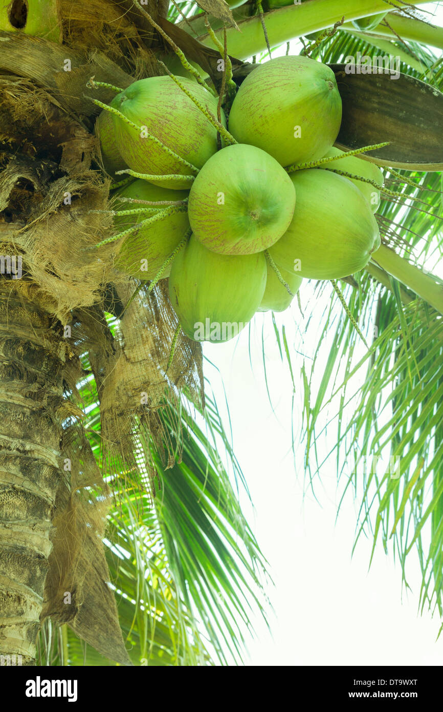 Close up of cluster of coconuts in tree Stock Photo - Alamy