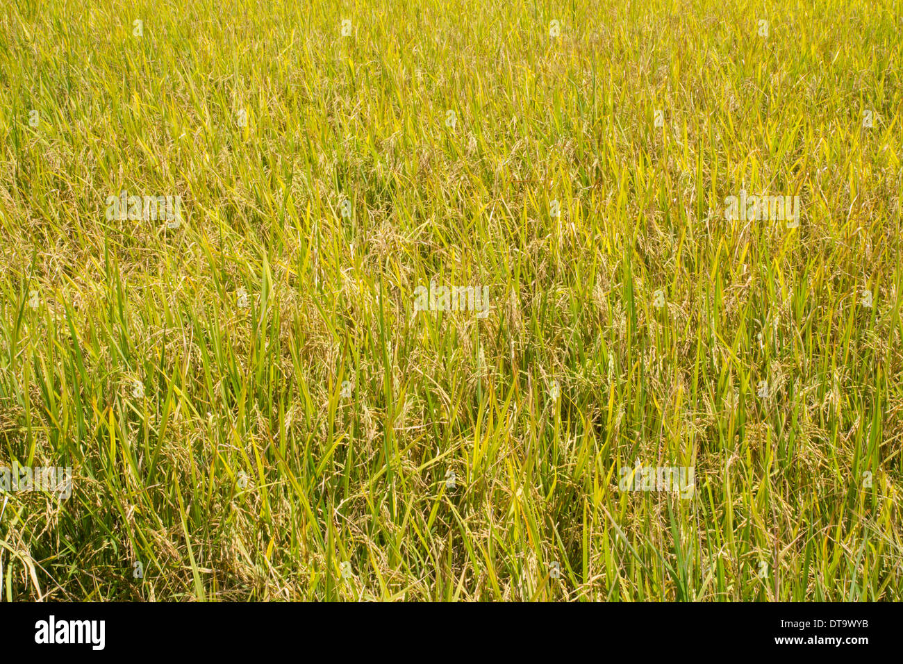 golden rice field ready for harvest Stock Photo - Alamy