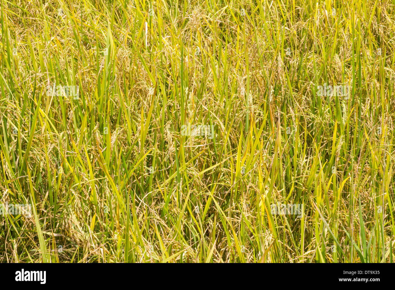 Golden rice field hi-res stock photography and images - Alamy