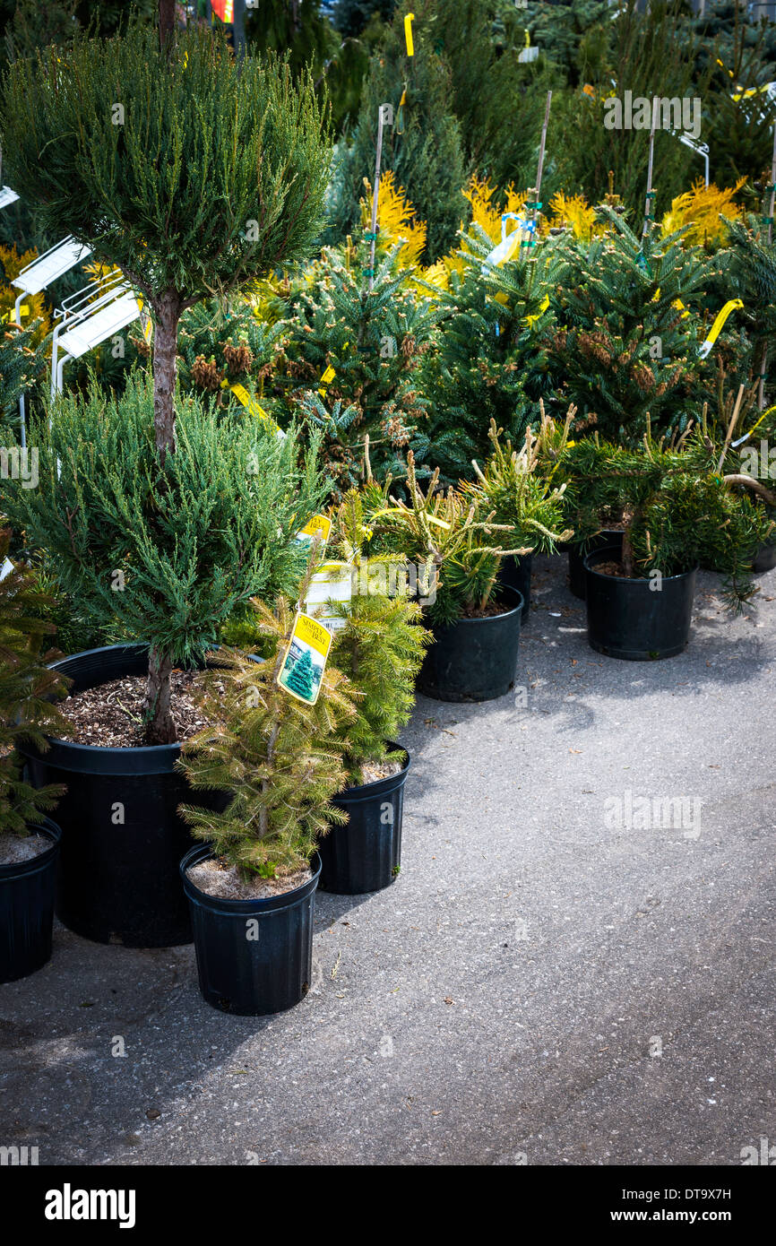 Shrubs in pots hi-res stock photography and images - Alamy