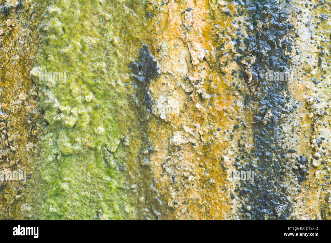 background of Lichen on water tank cement Stock Photo - Alamy