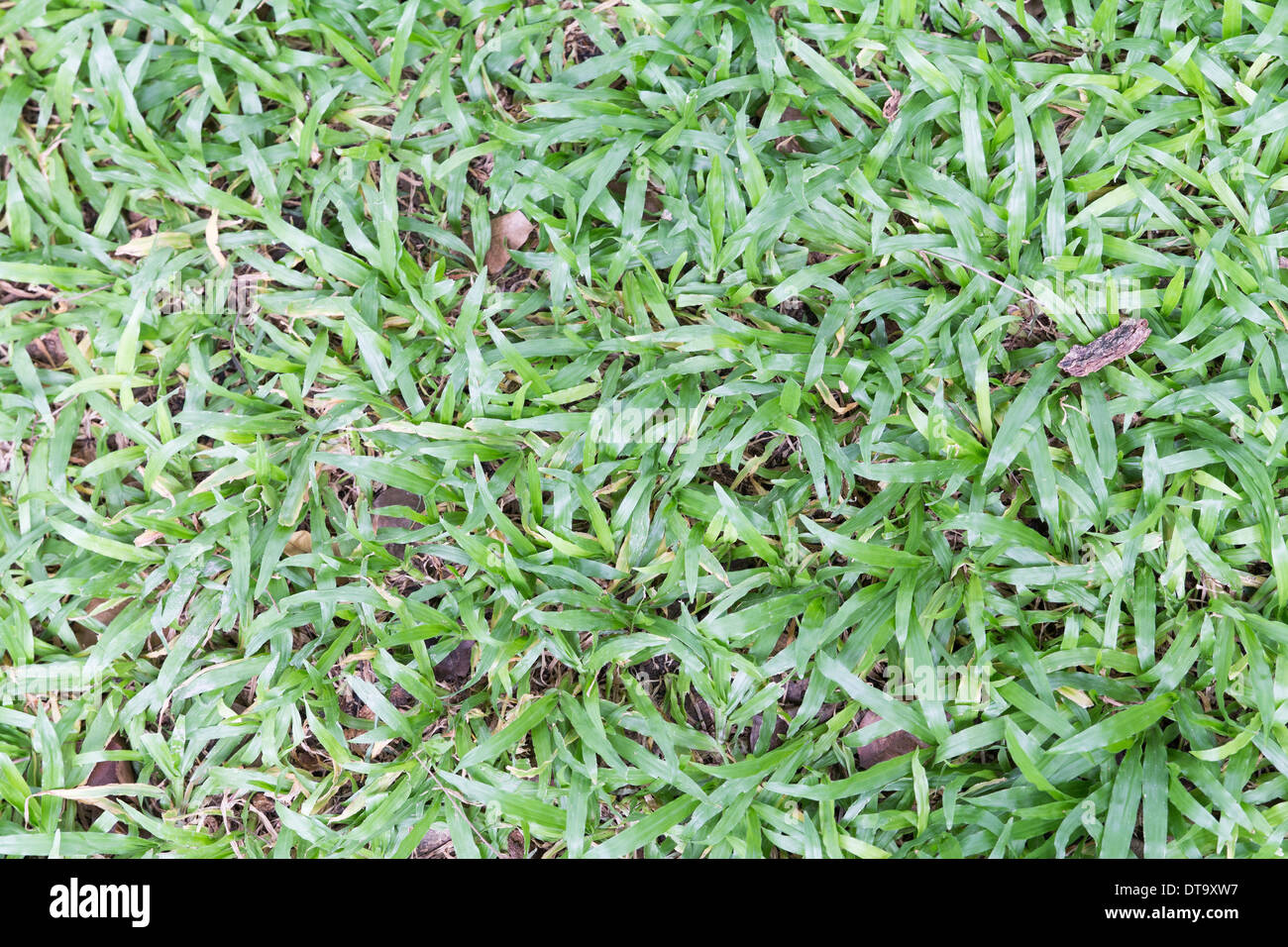 Real green grass hi-res stock photography and images - Alamy