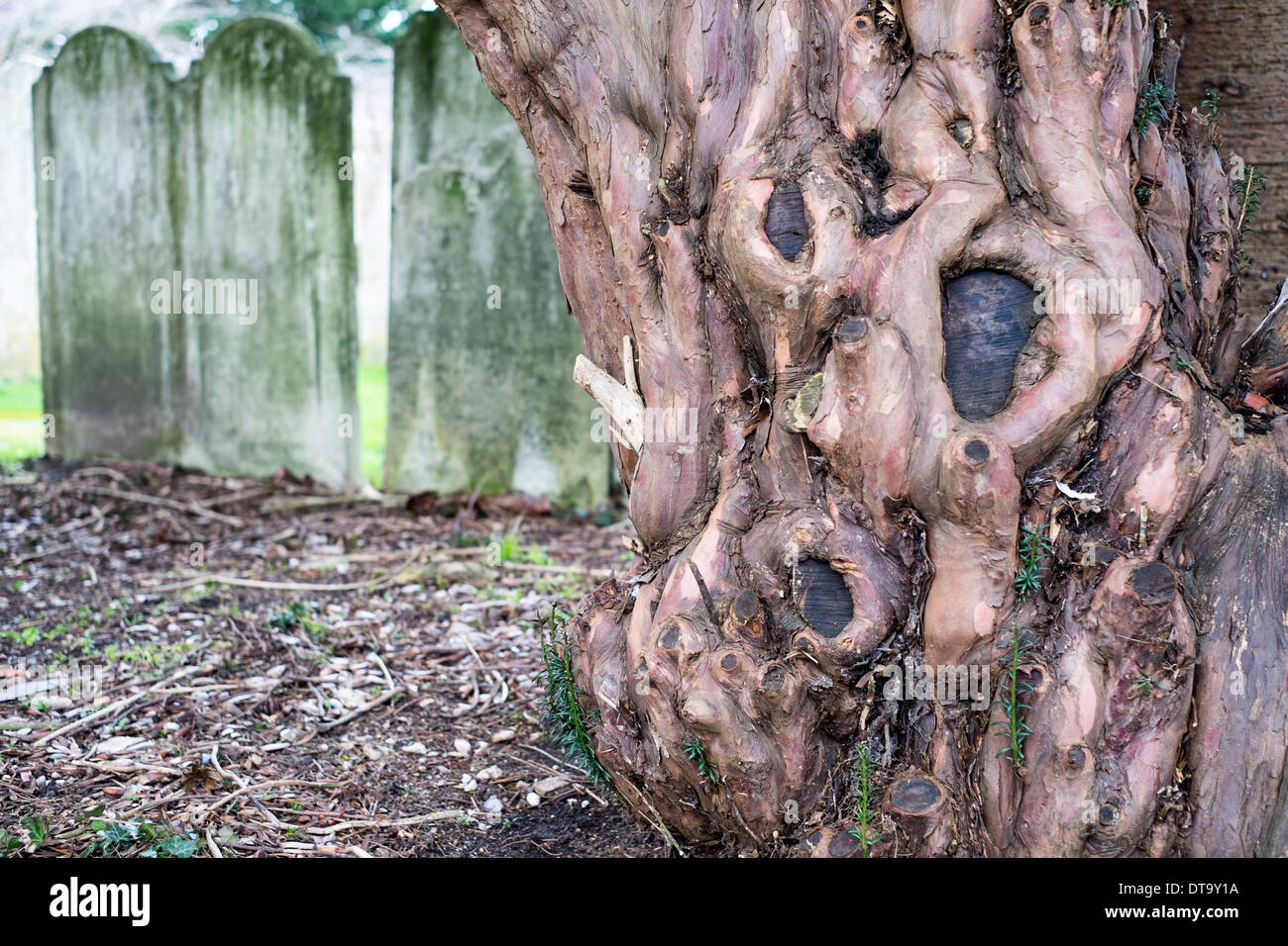 Life and Death: A tree trunk and graves. Picture by Julie Edwards Stock ...