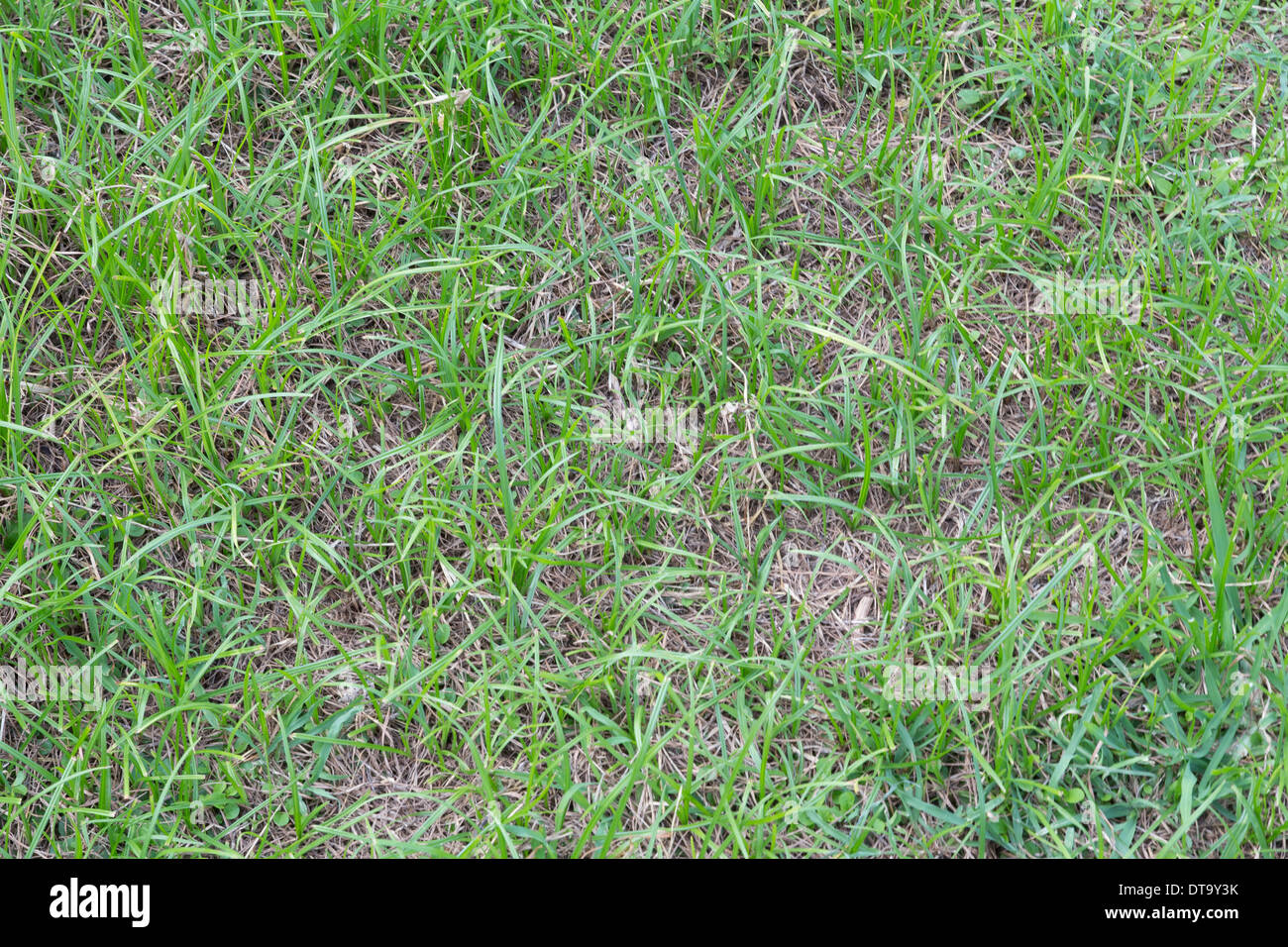 Real green grass hi-res stock photography and images - Alamy