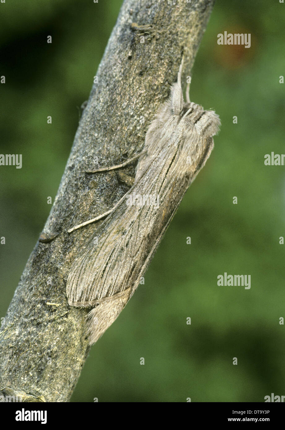 The Shark - Cucullia umbratica Stock Photo - Alamy