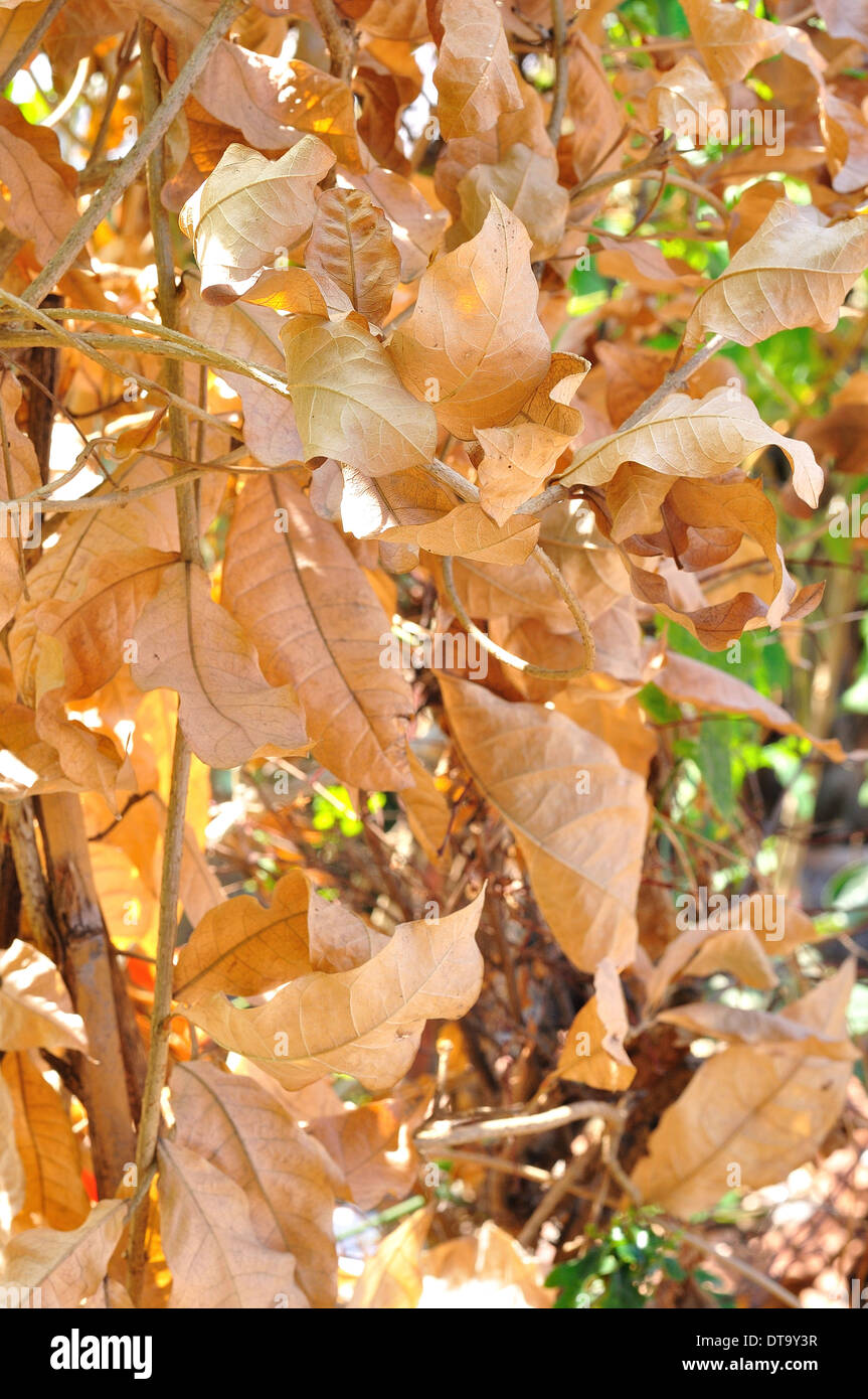 Dried leaves for background Stock Photo - Alamy