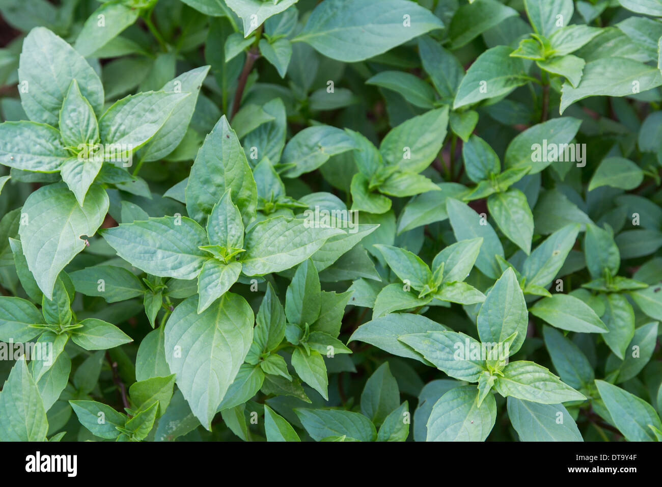 Basil plants texture hi-res stock photography and images - Alamy