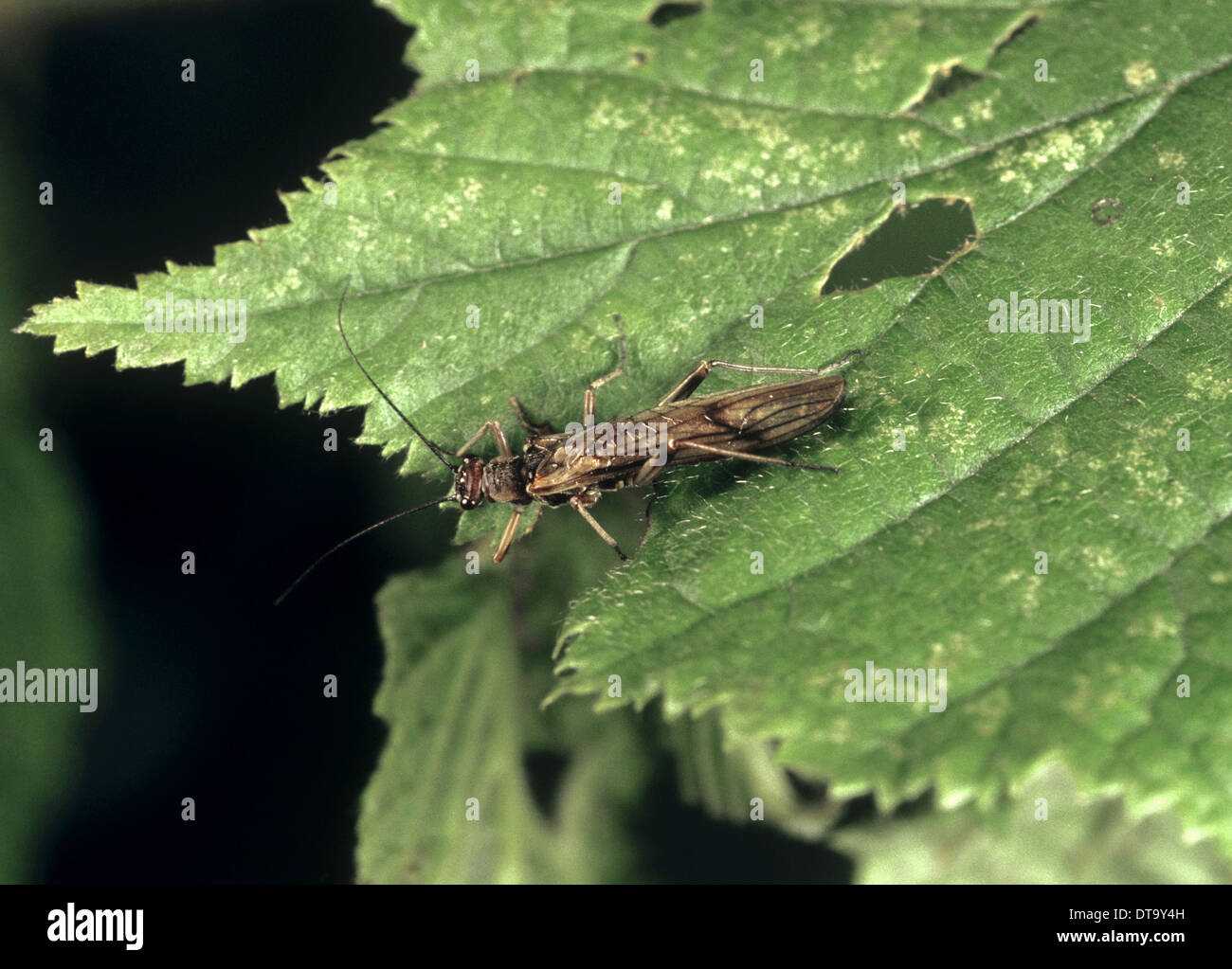 Stonefly nemoura cinerea hi-res stock photography and images - Alamy