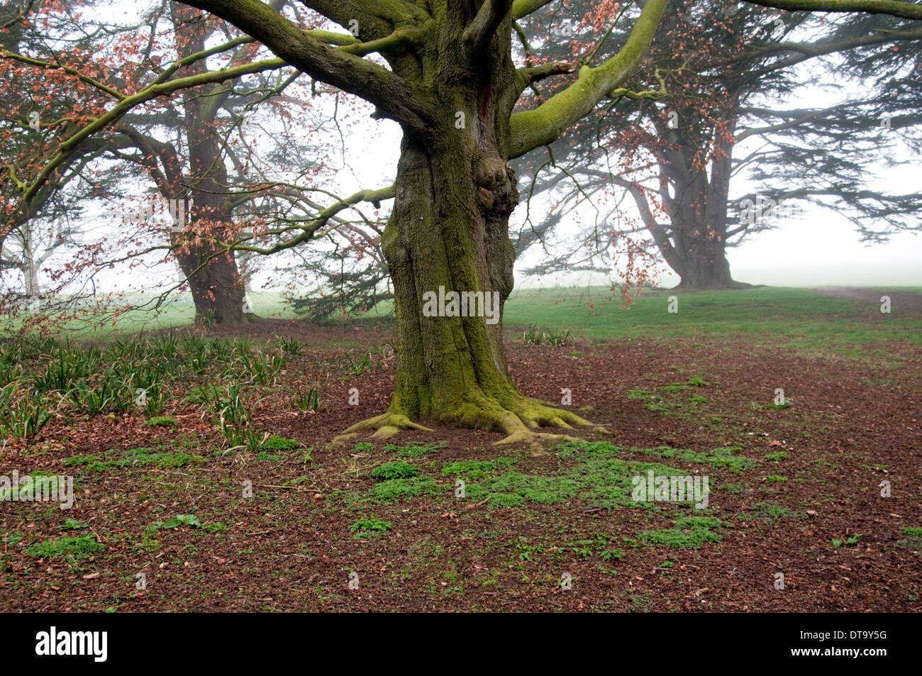 University Parks Tree, Oxford, UK Stock Photo - Alamy