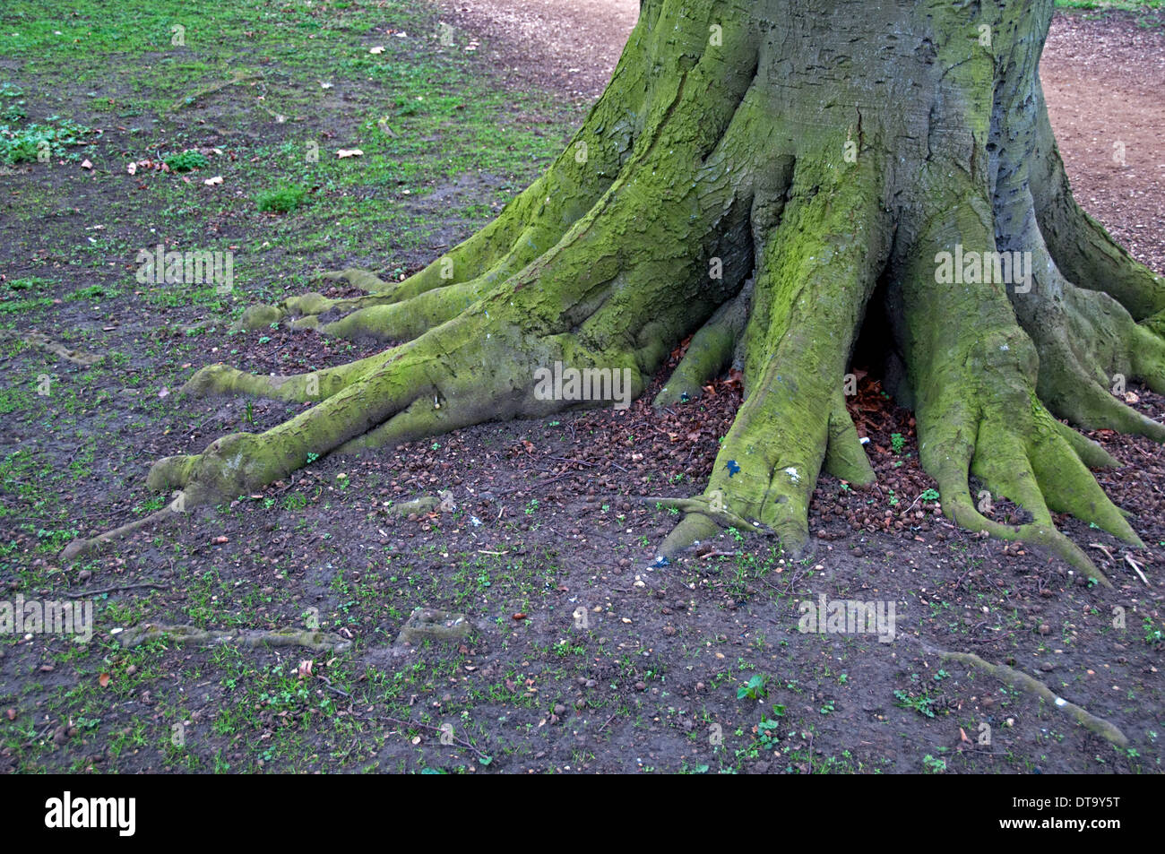 Tree Roots , University Parks, Oxford, UK Stock Photo - Alamy