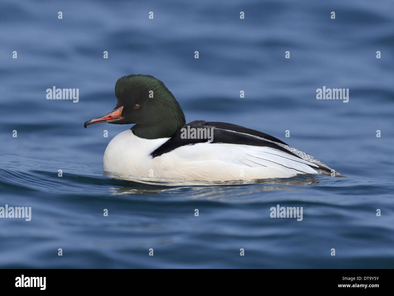 Male goosander hi-res stock photography and images - Alamy