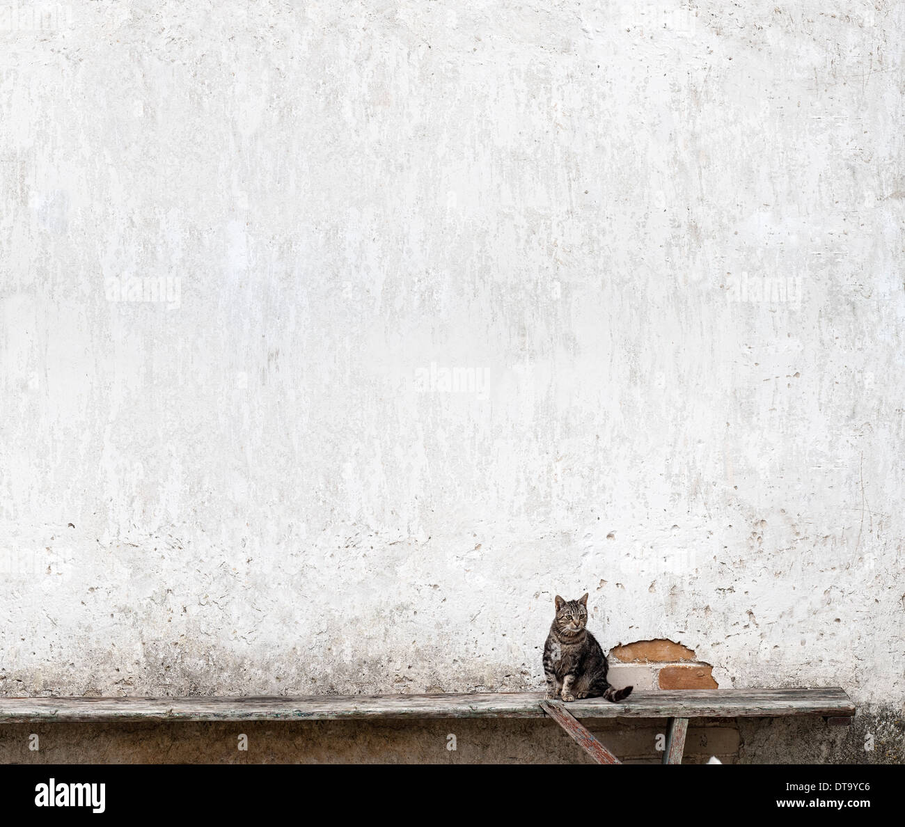 cat sitting on the bench Stock Photo - Alamy