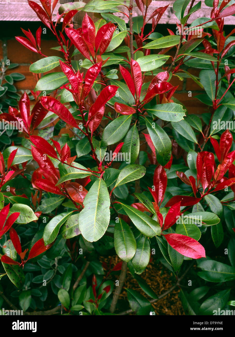 Photinia fraseri red robin hi-res stock photography and images - Alamy