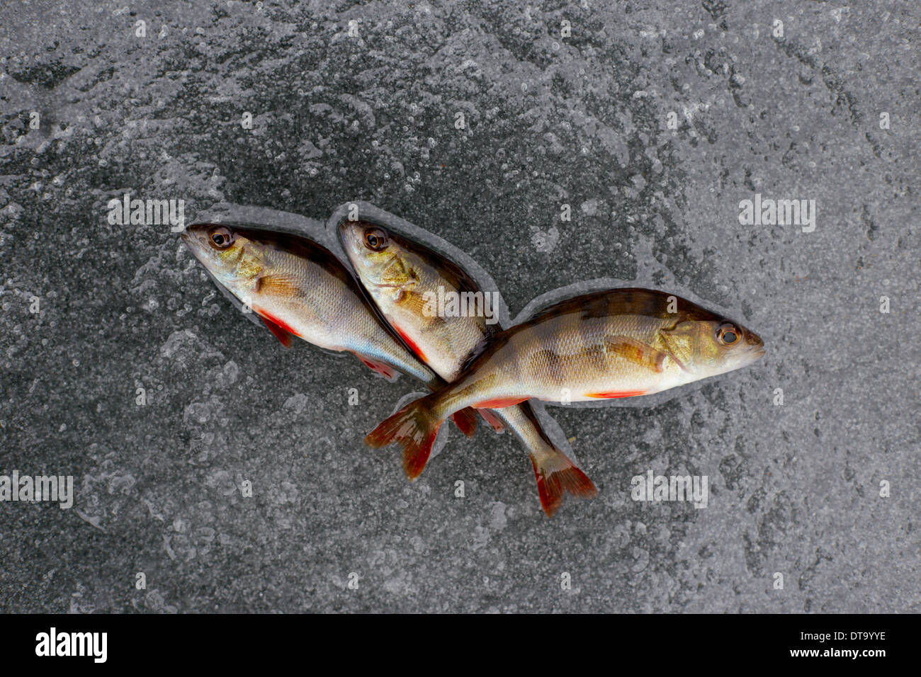 Snow fish hi-res stock photography and images - Alamy
