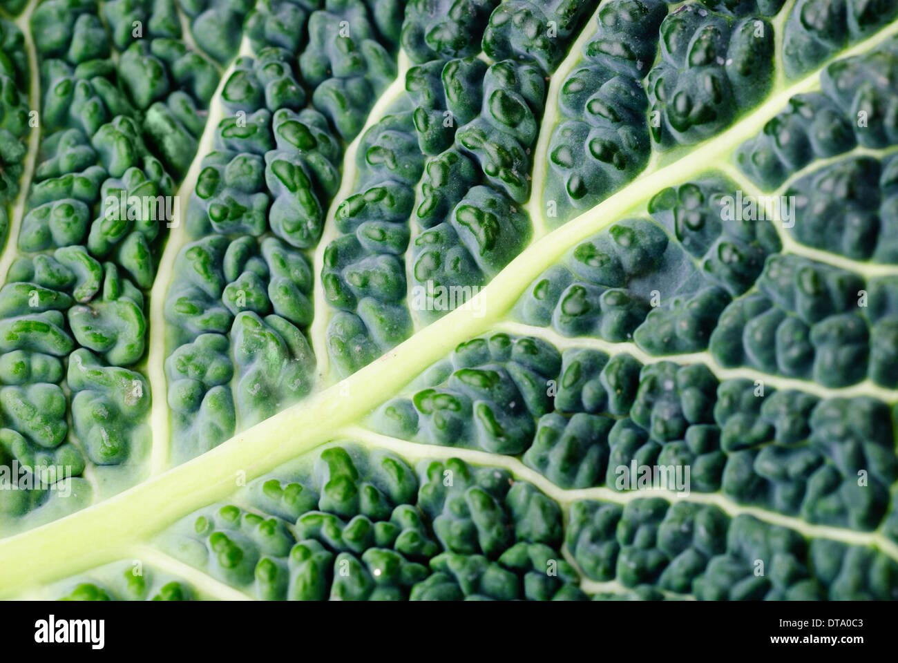 Cabbage leaf texture clouse up, nature background Stock Photo - Alamy