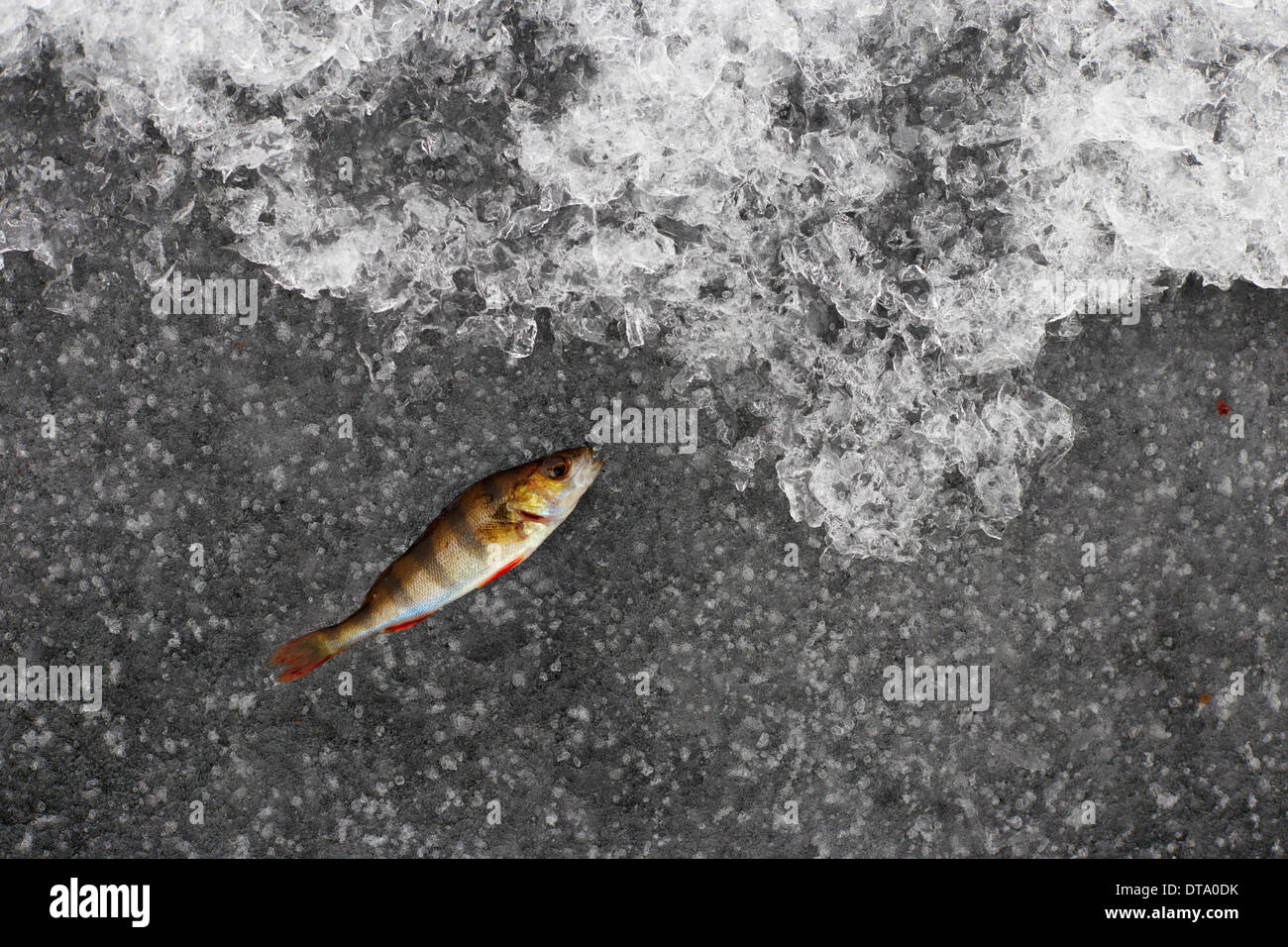 winter fishing. perch fish on the ice Stock Photo - Alamy