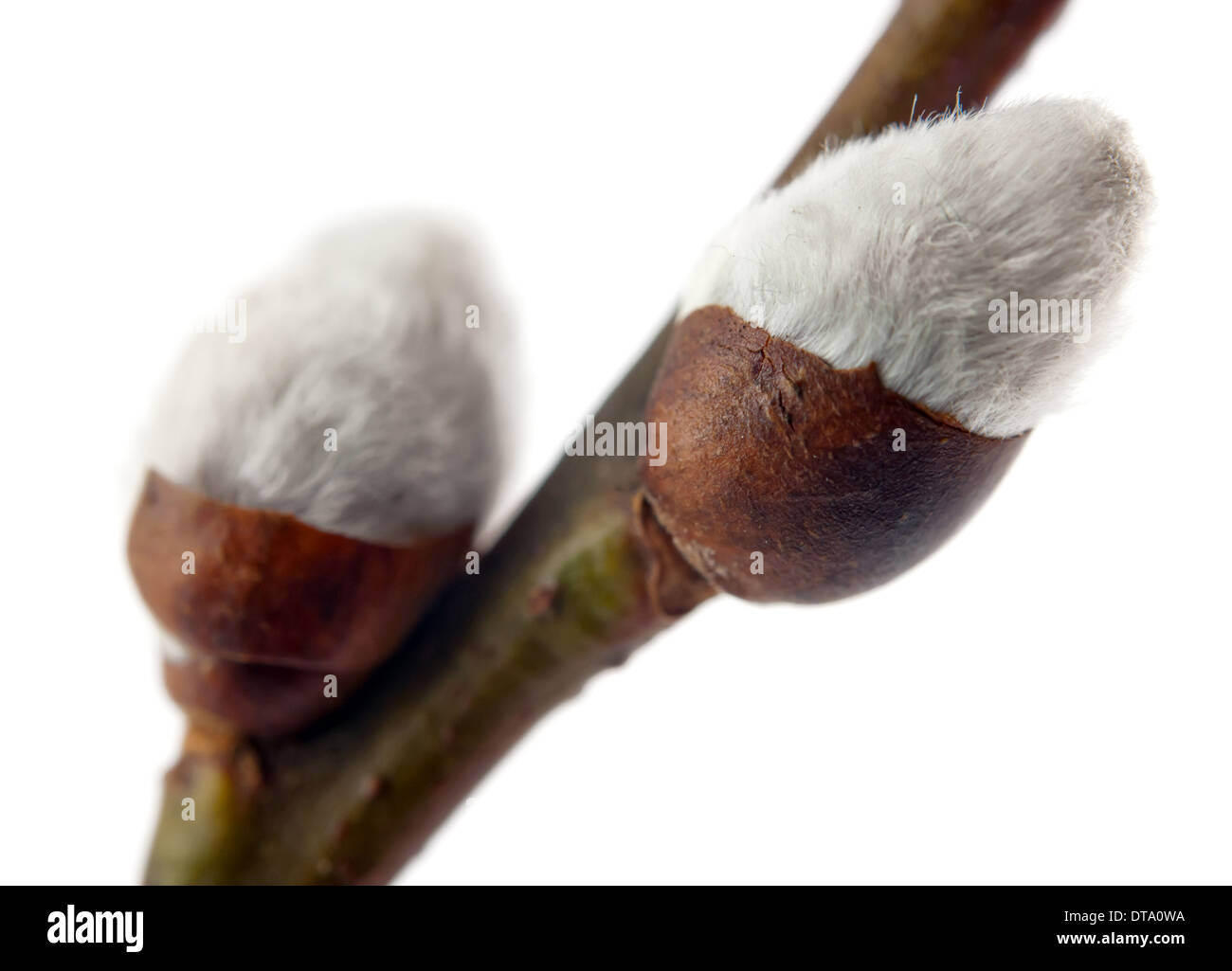 bud isolated on white background Stock Photo - Alamy