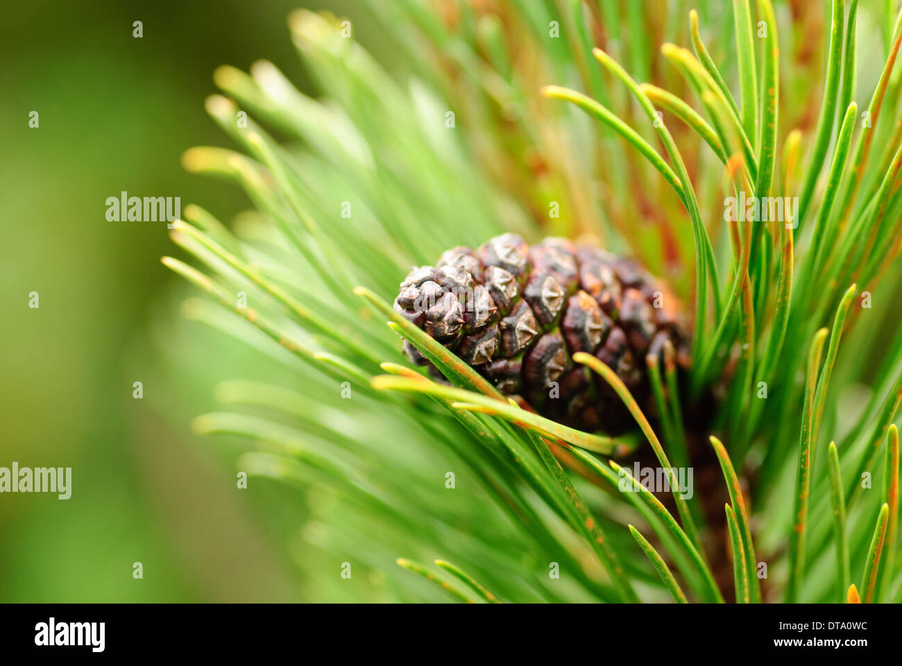 Dammar pine tree hi-res stock photography and images - Alamy