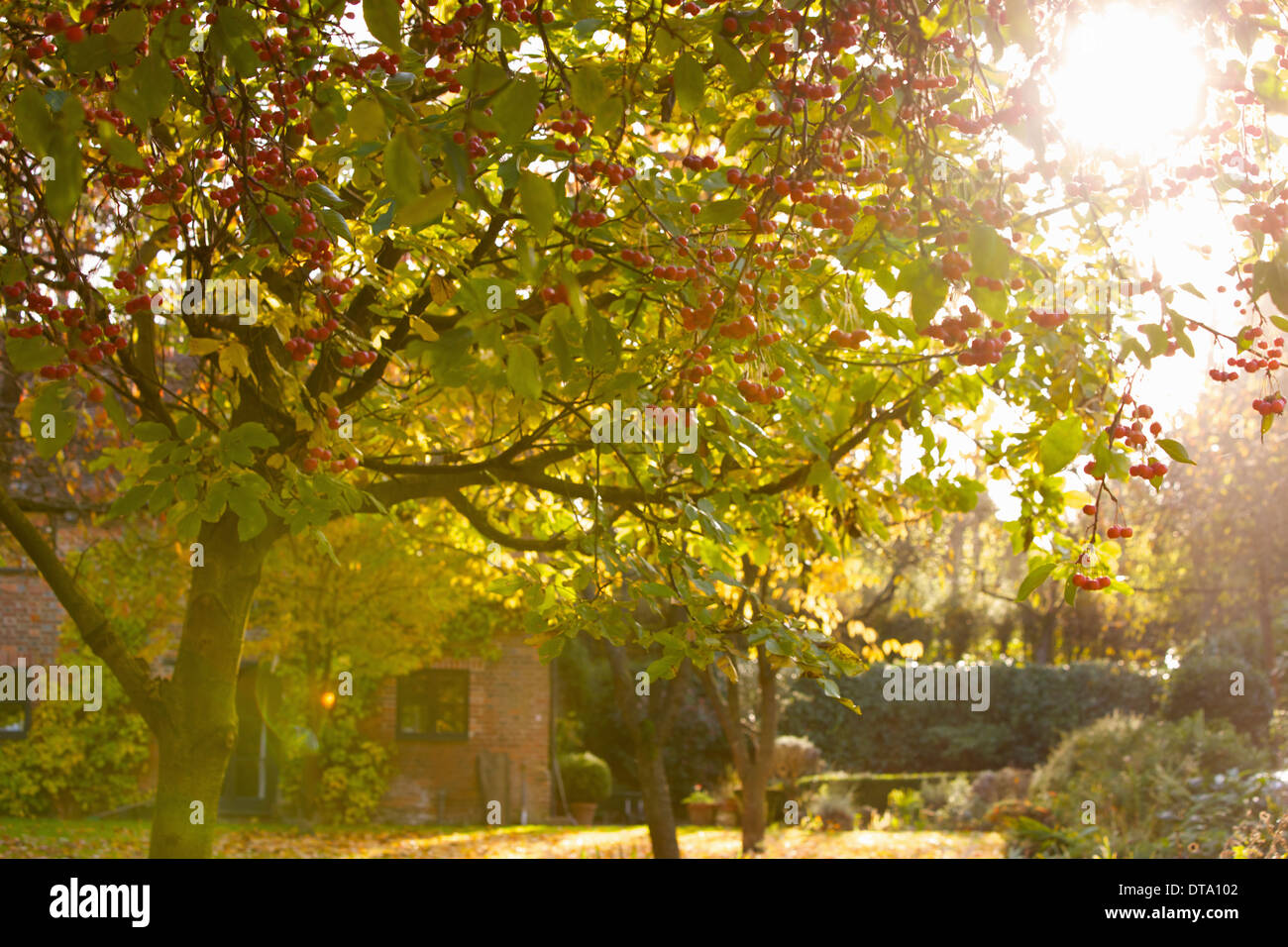 Canopy apple tree hi-res stock photography and images - Alamy