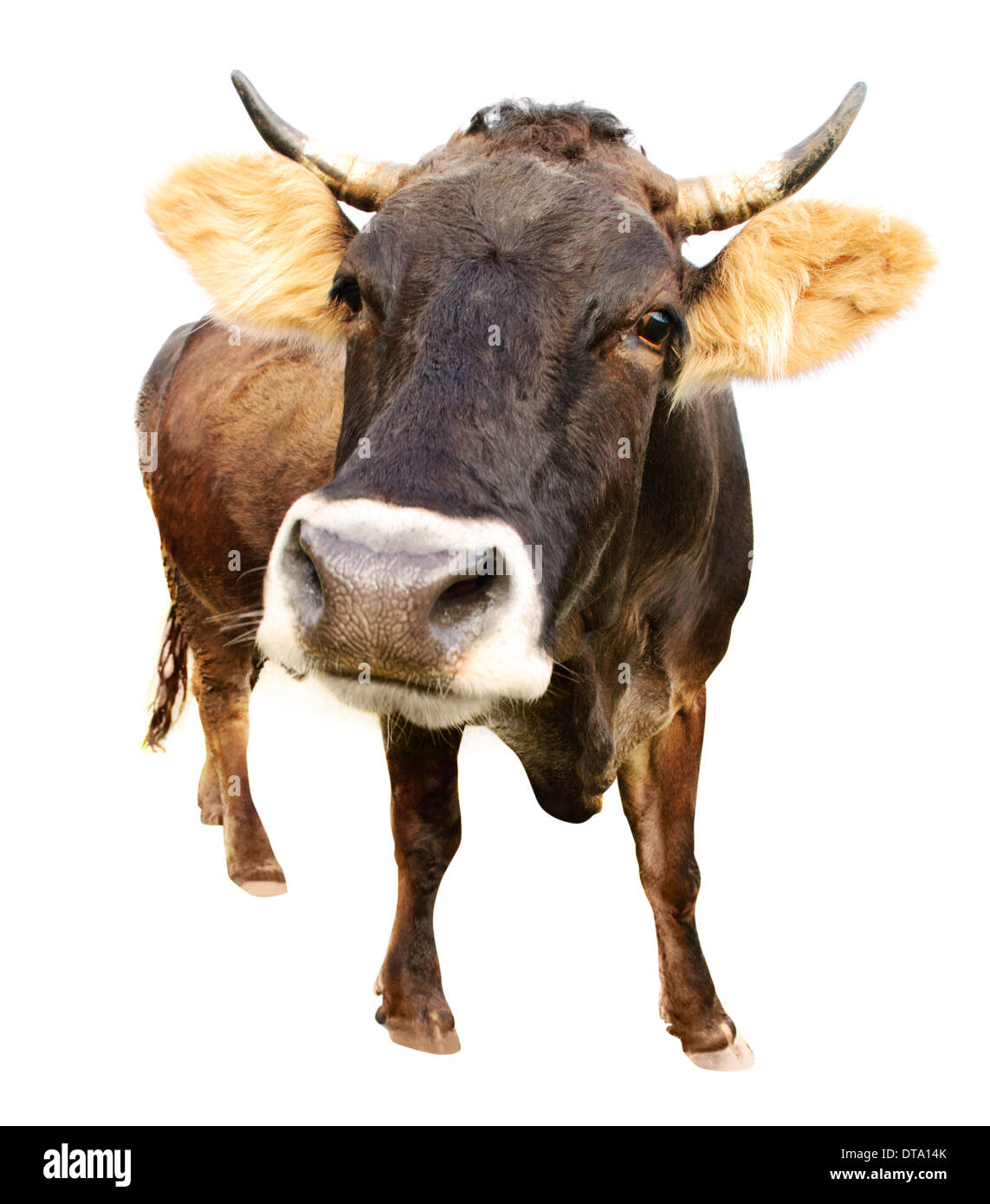distorted brown cow isoalated on white background Stock Photo - Alamy
