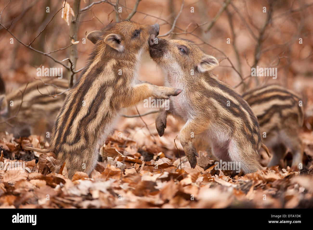Play fighting hi-res stock photography and images - Alamy