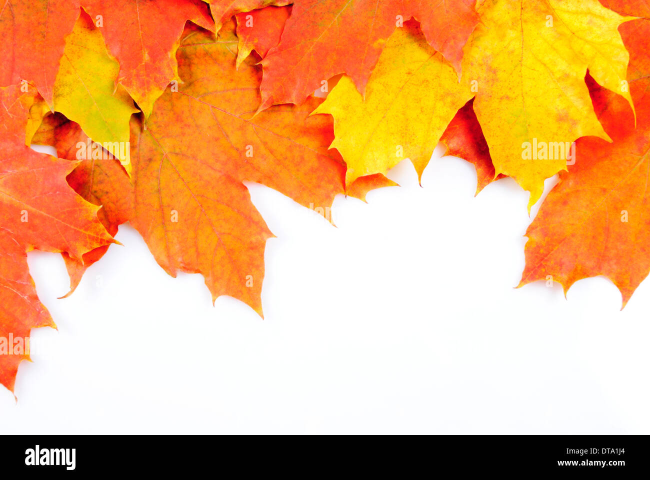Maple leaves frame isolated on white background Stock Photo - Alamy