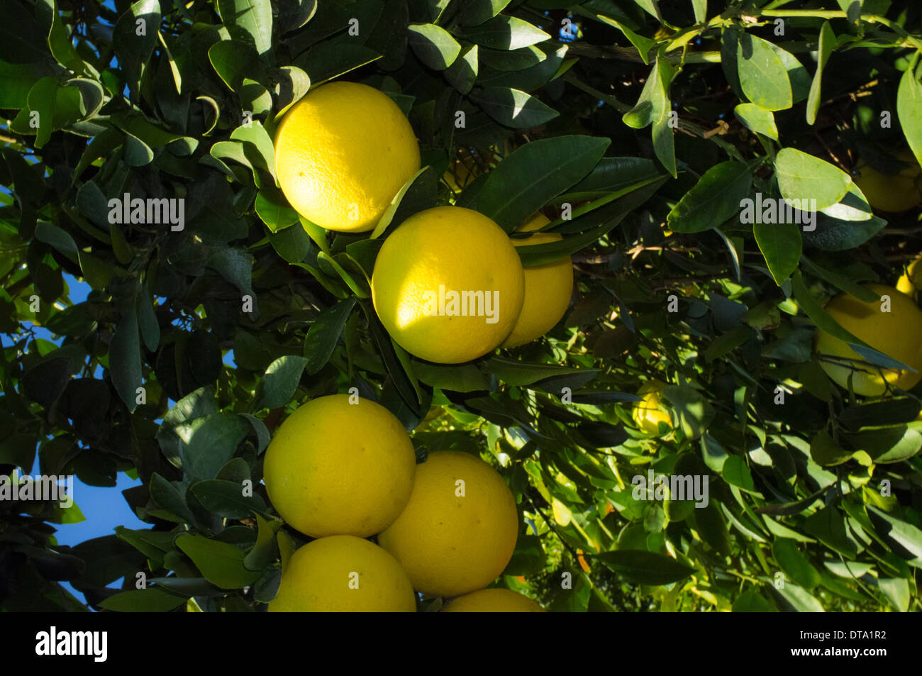 Ripe grapefruit tree hi-res stock photography and images - Alamy