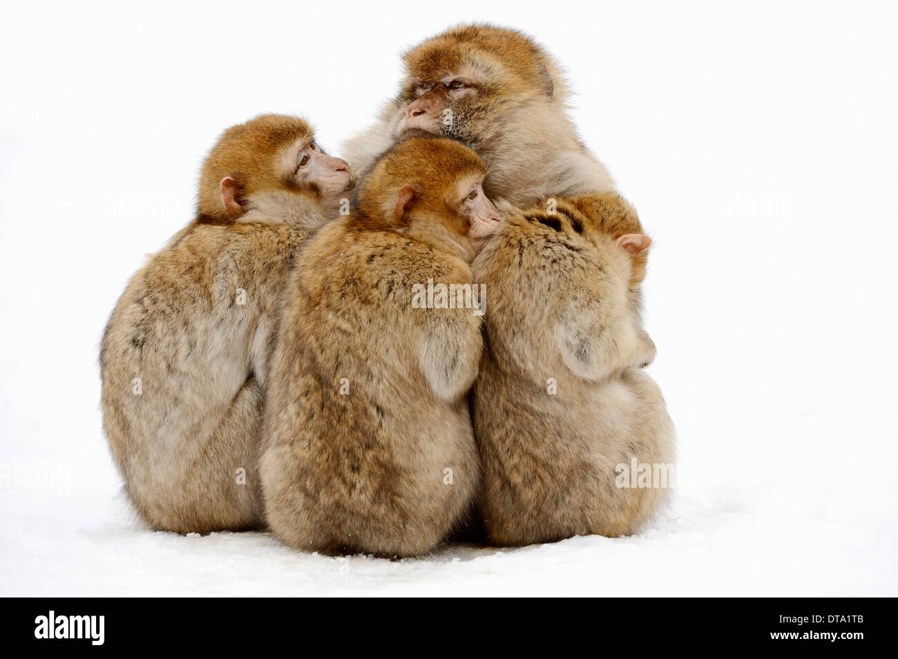 Macaques kingdom Cut Out Stock Images & Pictures - Alamy