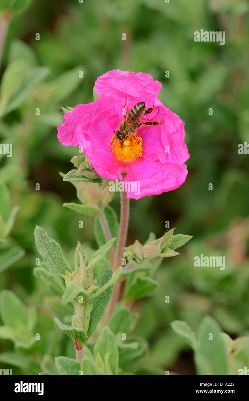 Albidus hi-res stock photography and images - Alamy