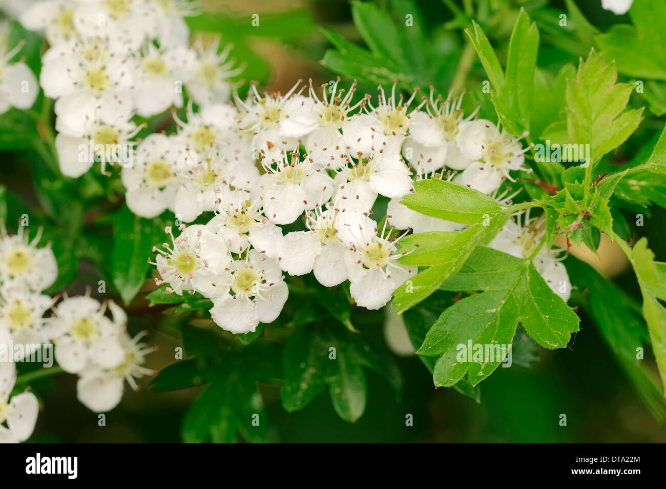 Crataegus monogyna flowers hi-res stock photography and images - Alamy