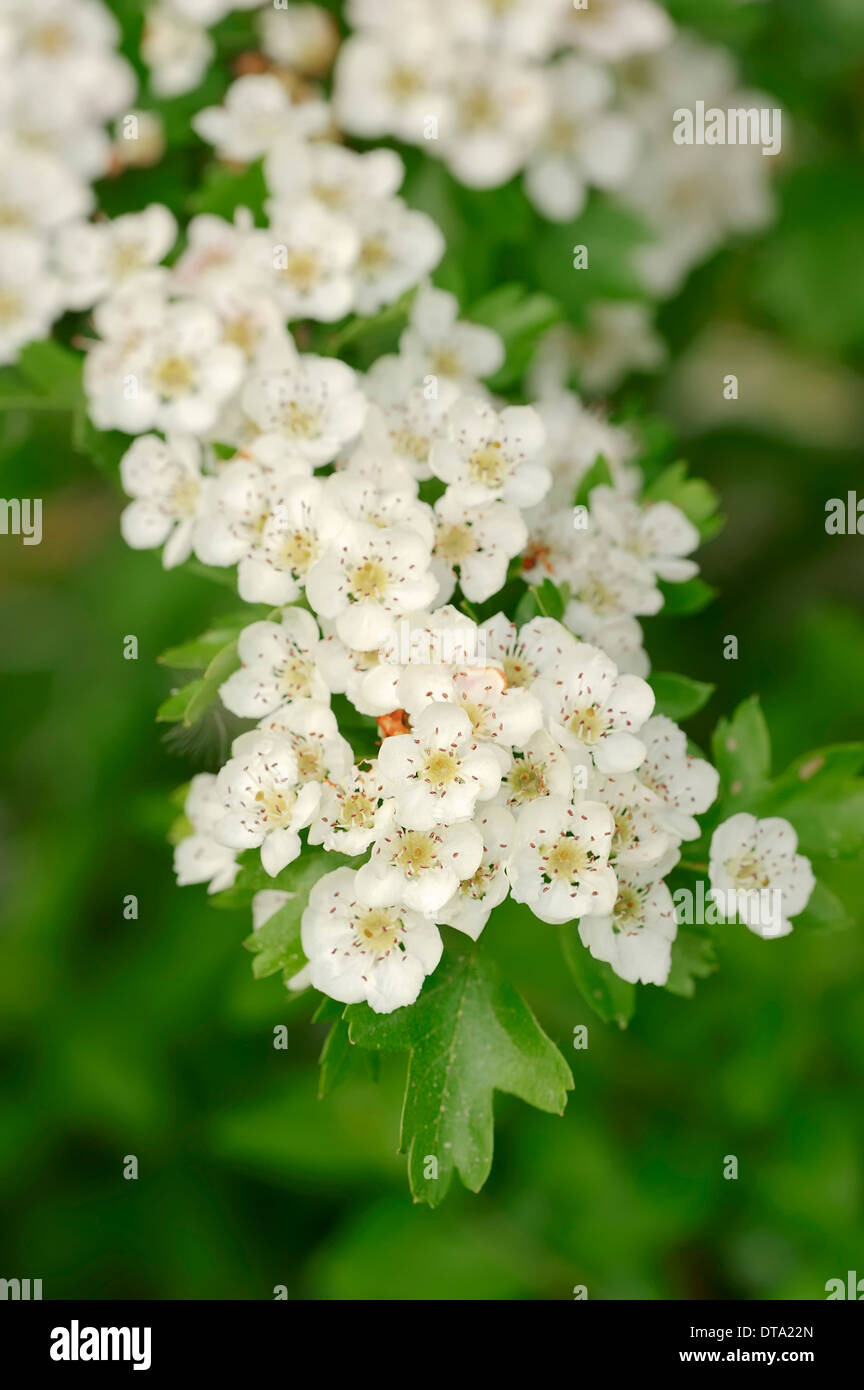 Crataegus monogyna flowers hi-res stock photography and images - Alamy