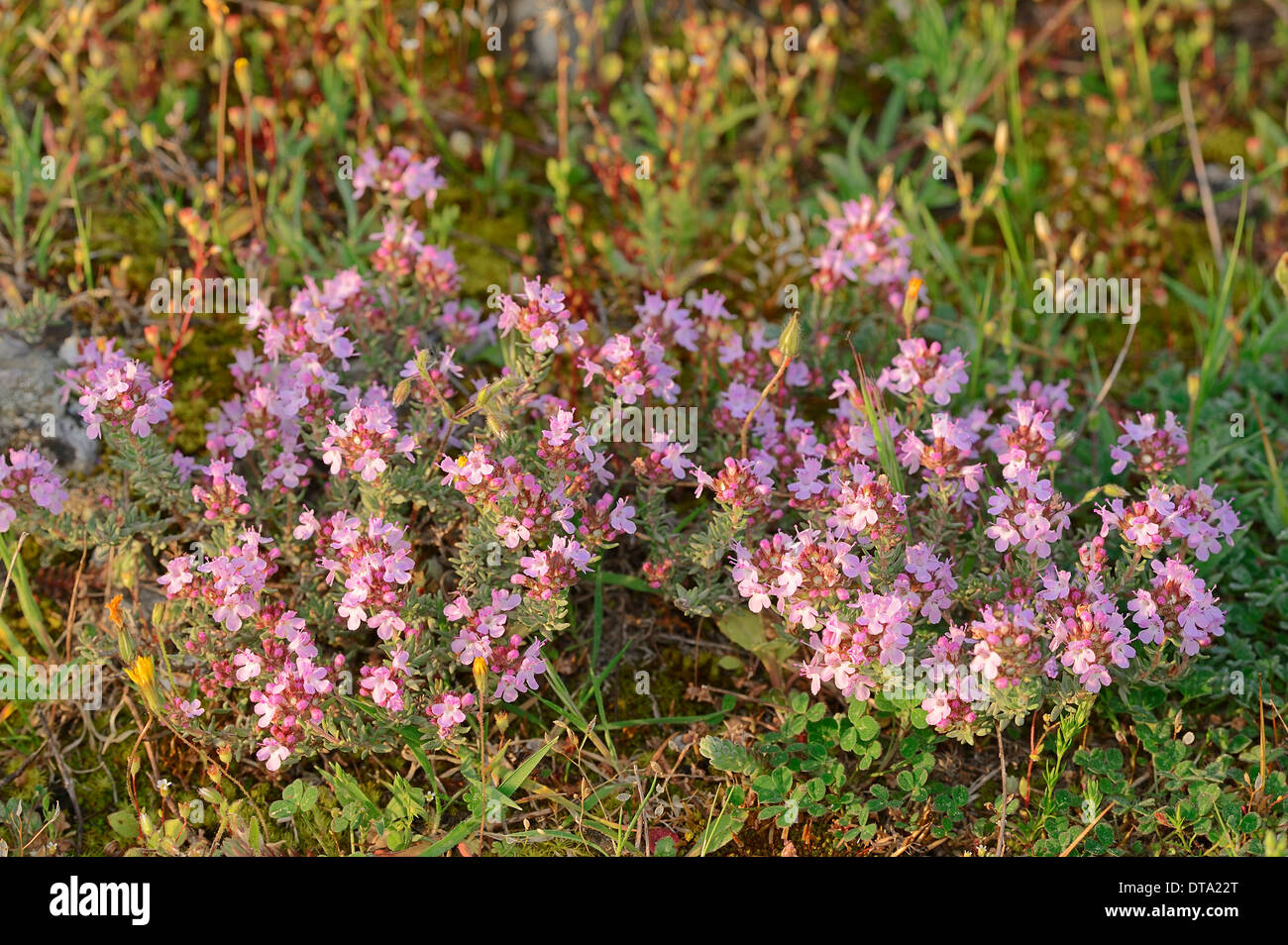 Common Thyme (Thymus vulgaris), Provence, Southern France, France Stock ...
